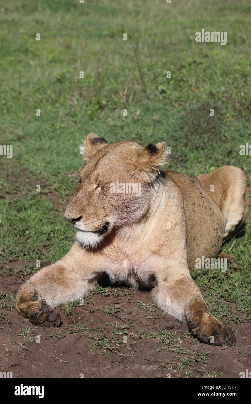 Lion wild dangerous mammal africa savannah Kenya Stock Photo - Alamy