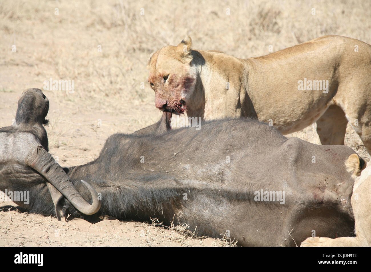 Wild Lion mammal eating buffalo africa savannah Kenya Stock Photo - Alamy