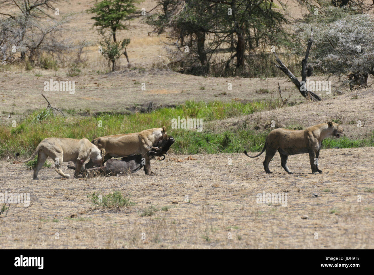 Wild Lion mammal eating buffalo africa savannah Kenya Stock Photo - Alamy