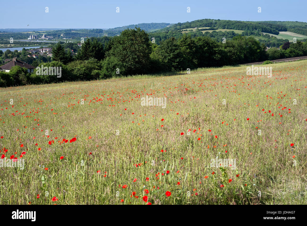 A Field of Poppies in Kent Stock Photo - Alamy