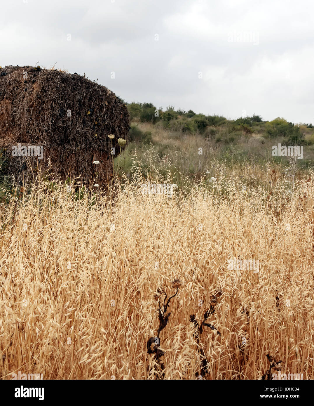 Dry haystack, dry grass Stock Photo - Alamy