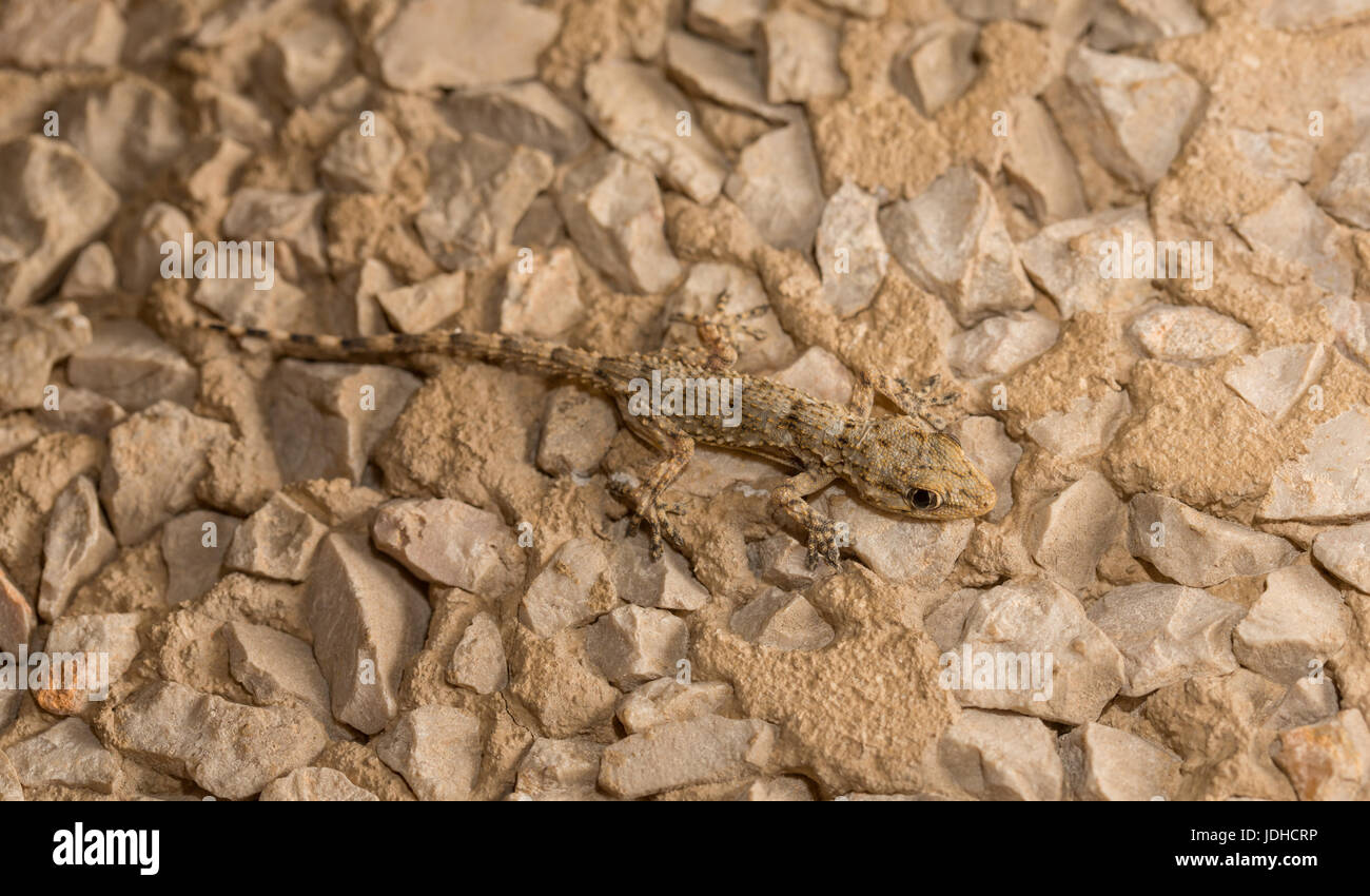 Camouflaged Lizard over stone background Stock Photo - Alamy