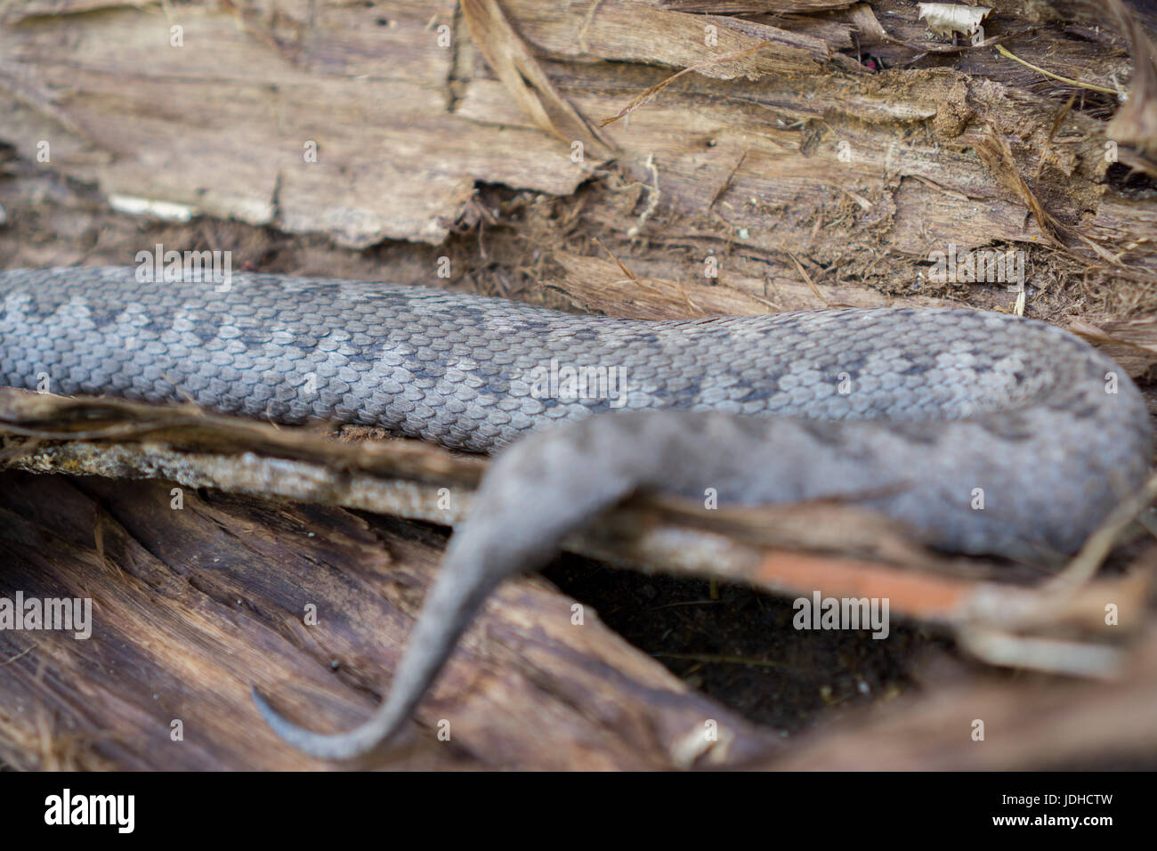 Rear view of pregnant vipera latastei snake over tree bark Stock Photo ...
