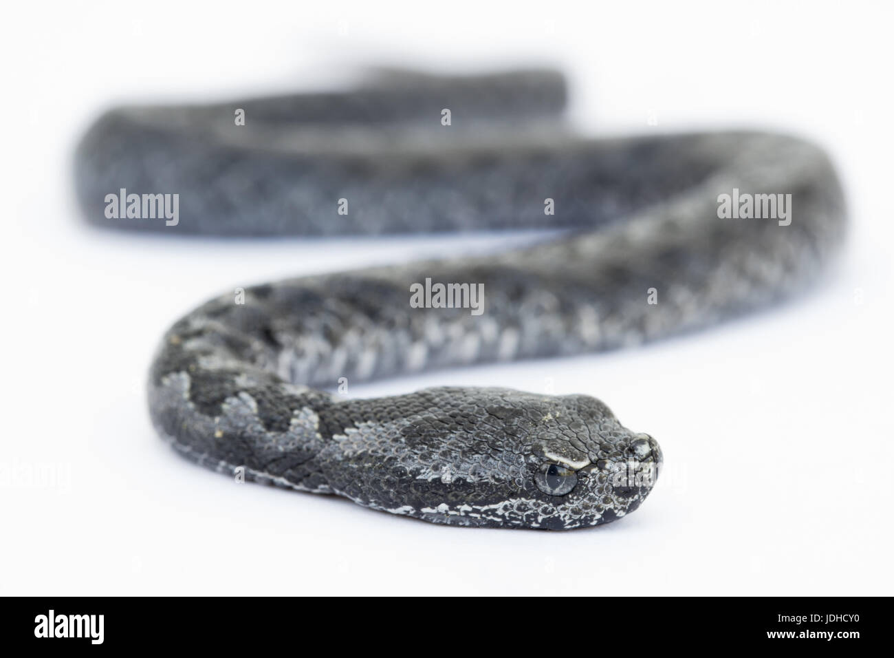 Entire view of baby vipera latastei snake over white Stock Photo - Alamy
