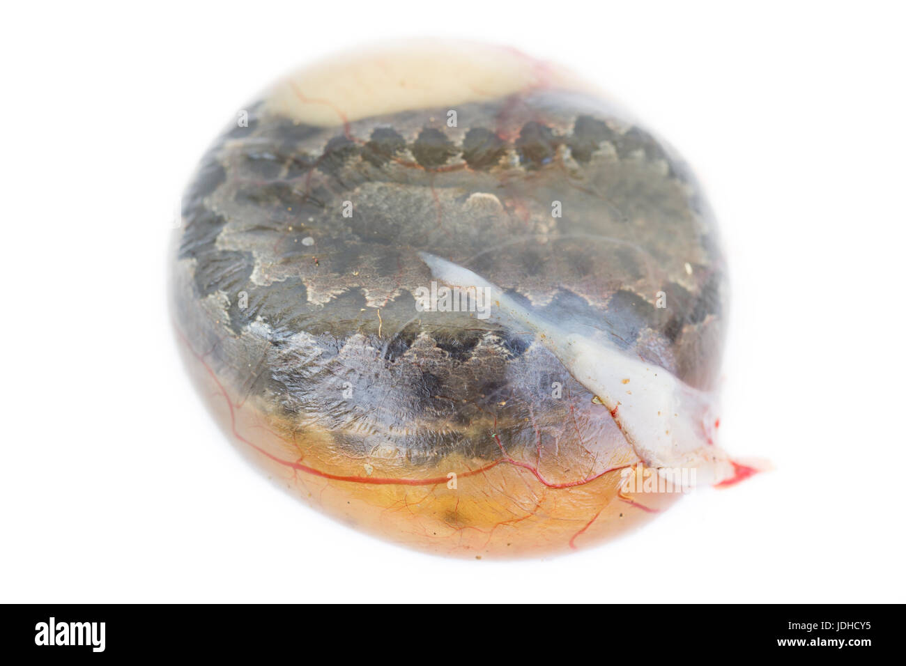 Snake egg hi-res stock photography and images - Alamy