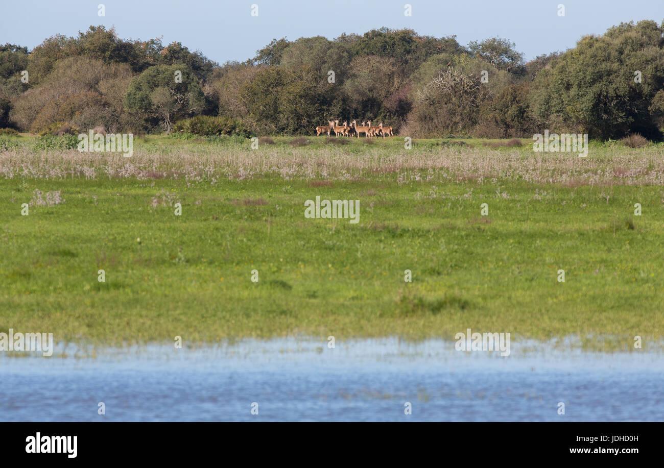 doe group in alert with lake and trees Stock Photo - Alamy