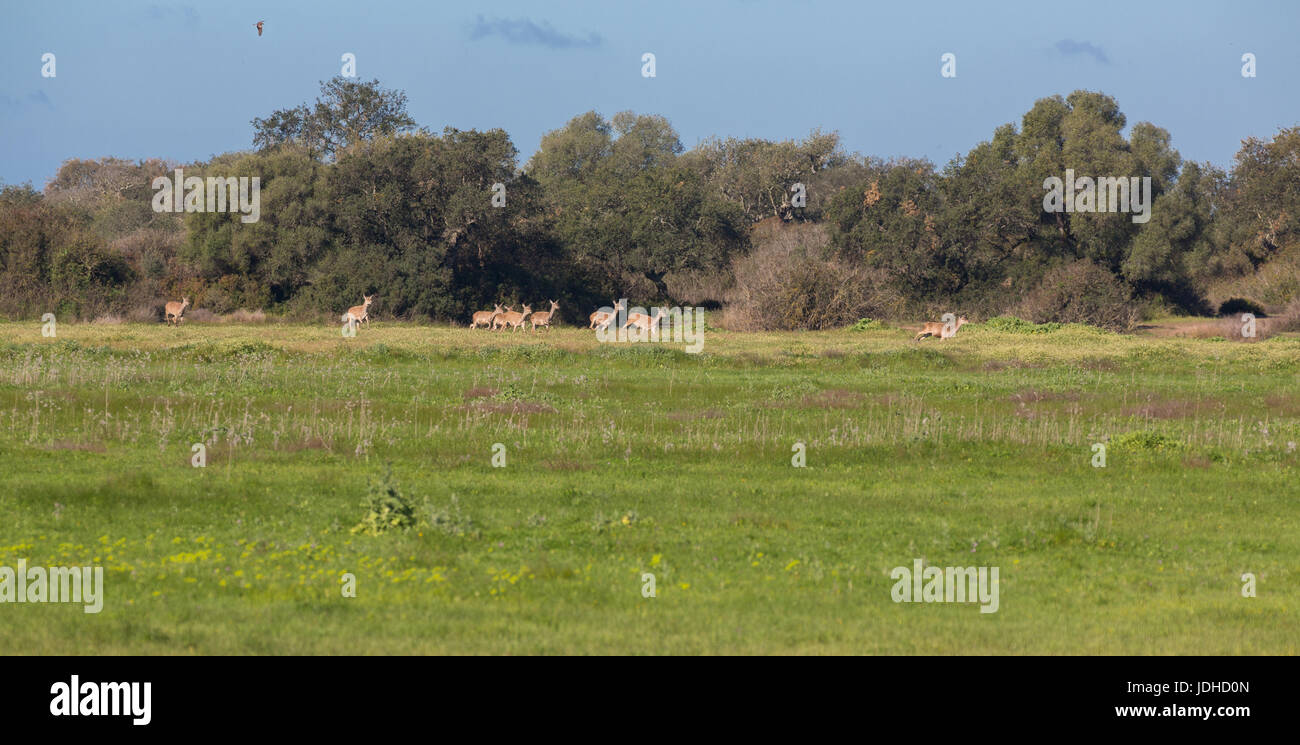 Doe group in the green ground running terrified Stock Photo - Alamy