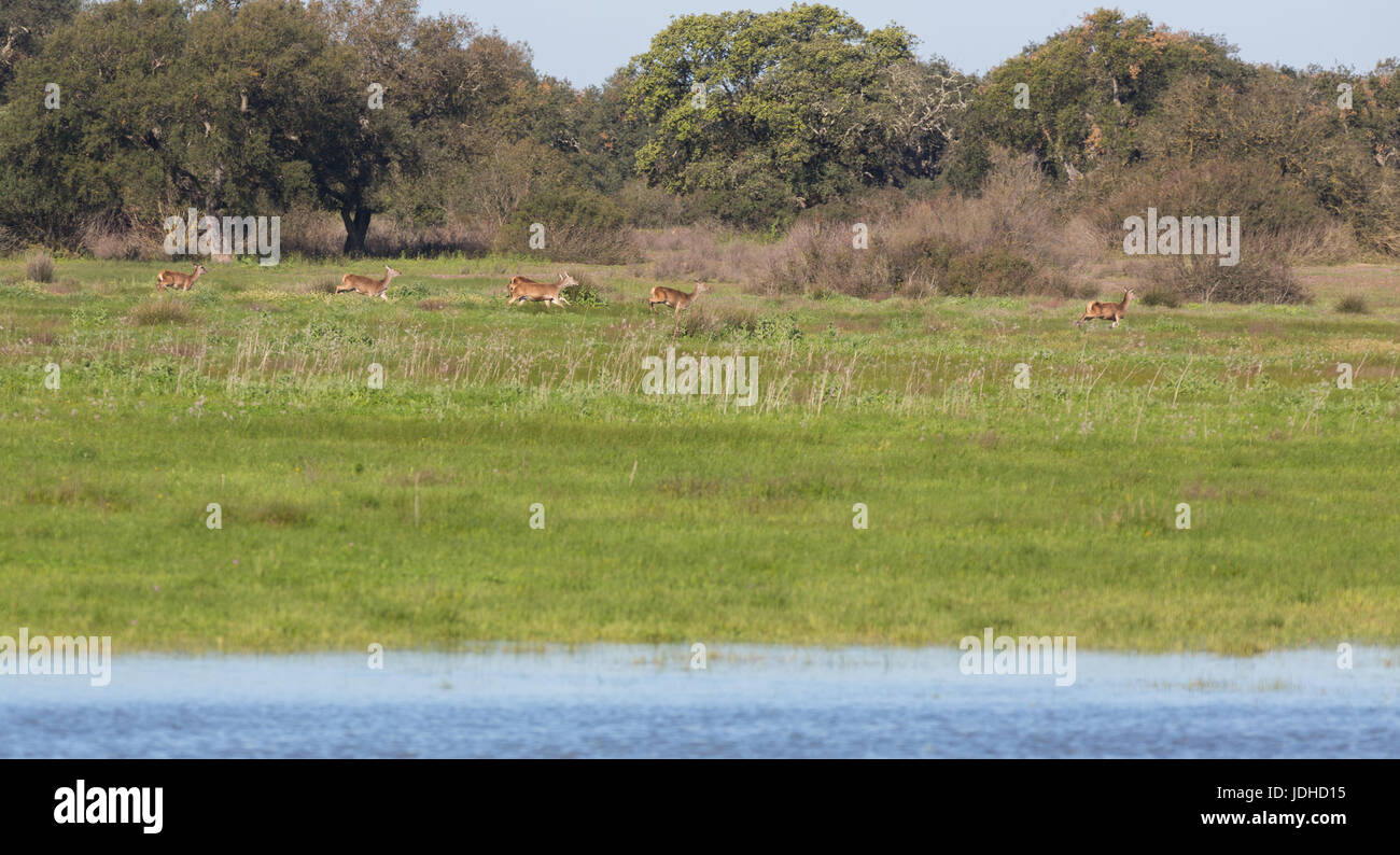 Doe group in the green ground running terrified Stock Photo - Alamy