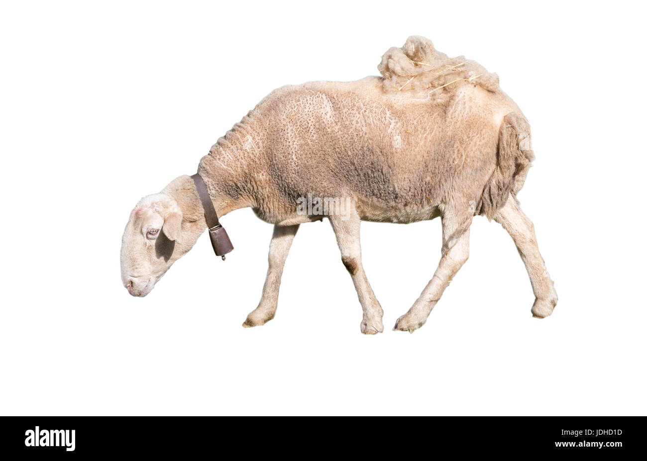 side view of sheared sheep grazing isolated on white Stock Photo - Alamy