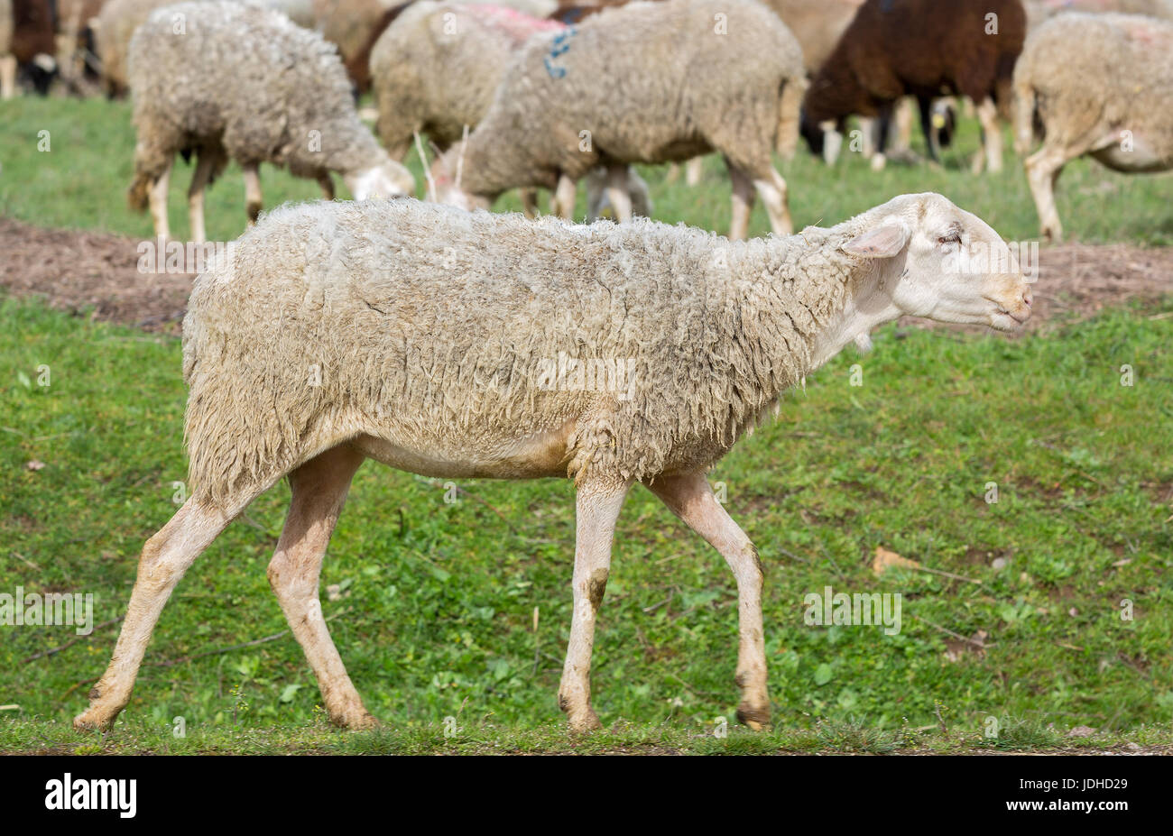 side view of sheep walking in the ground Stock Photo - Alamy