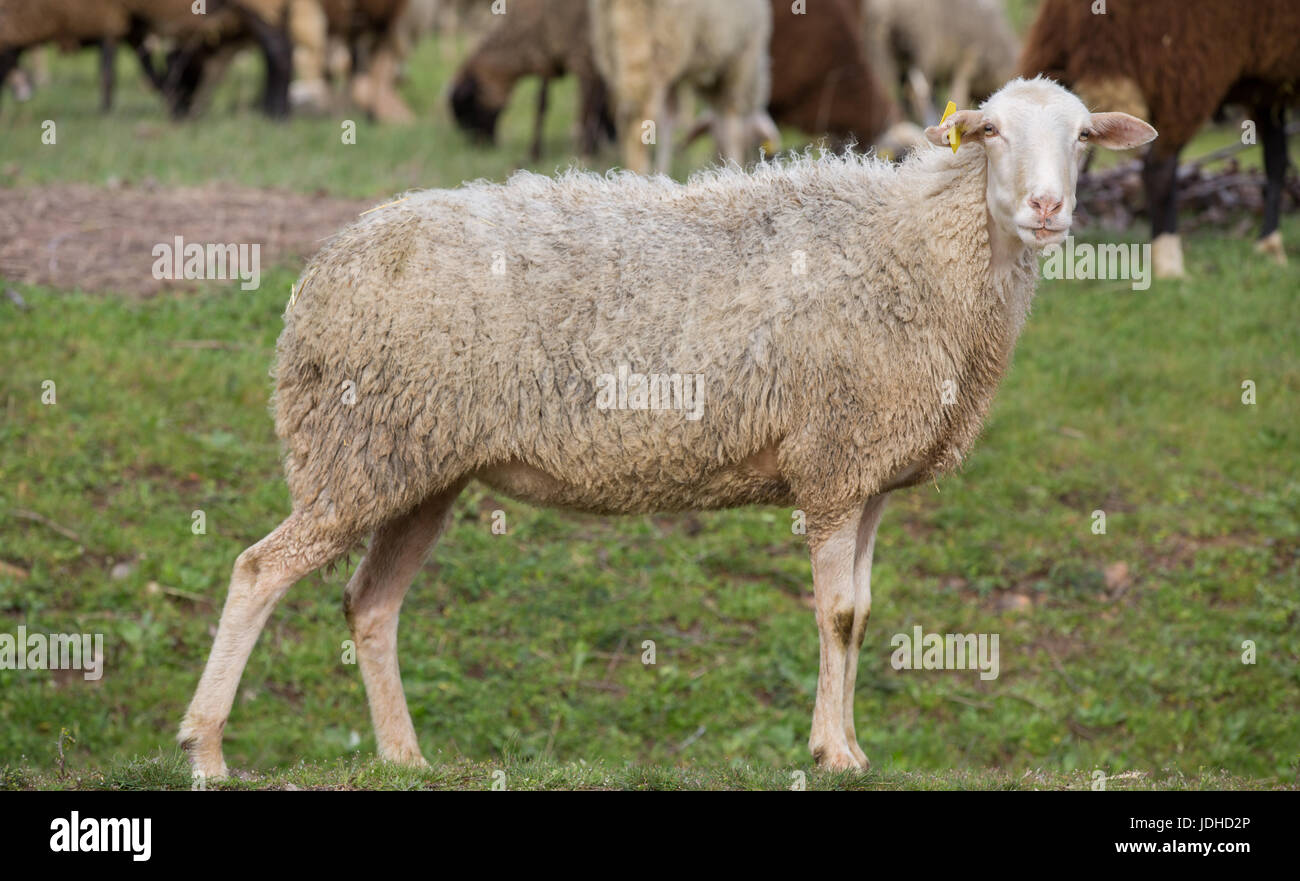 side view of sheep in the ground looking at camera, focus on eyes Stock ...