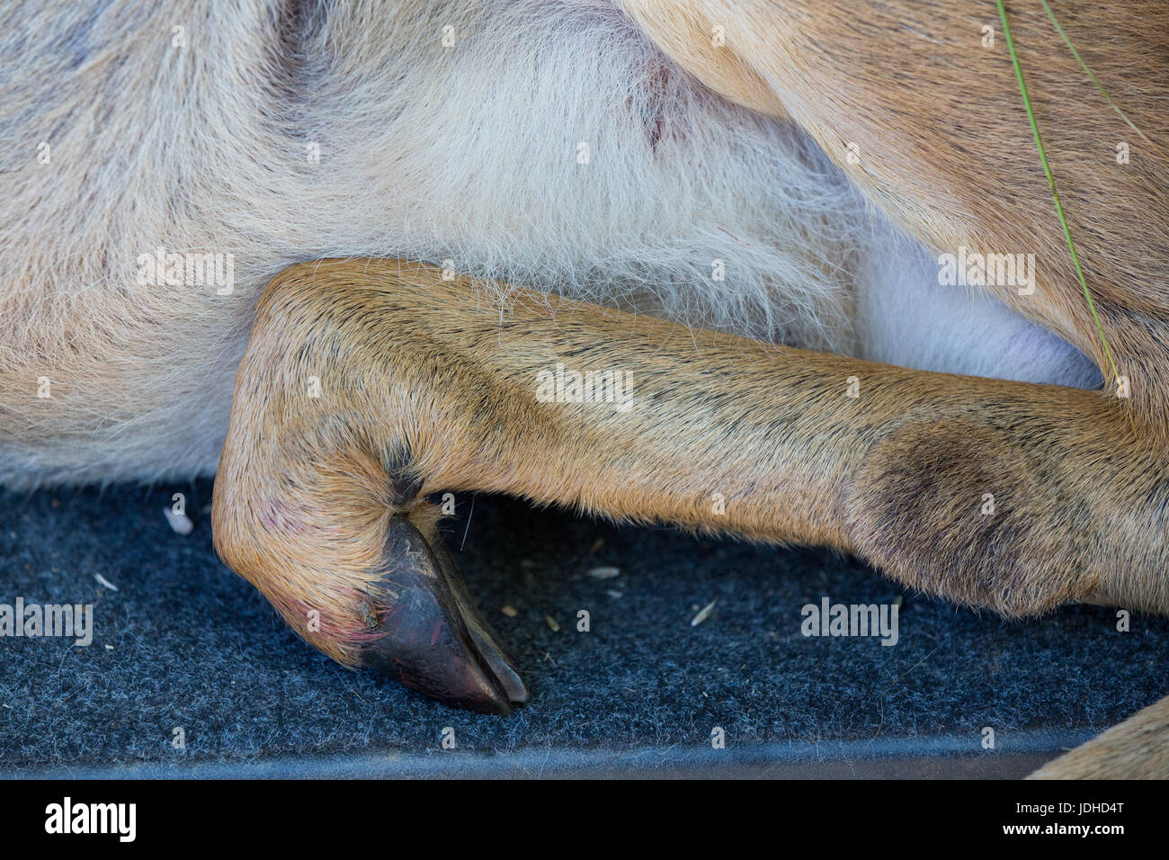 Deer leg hi-res stock photography and images - Alamy