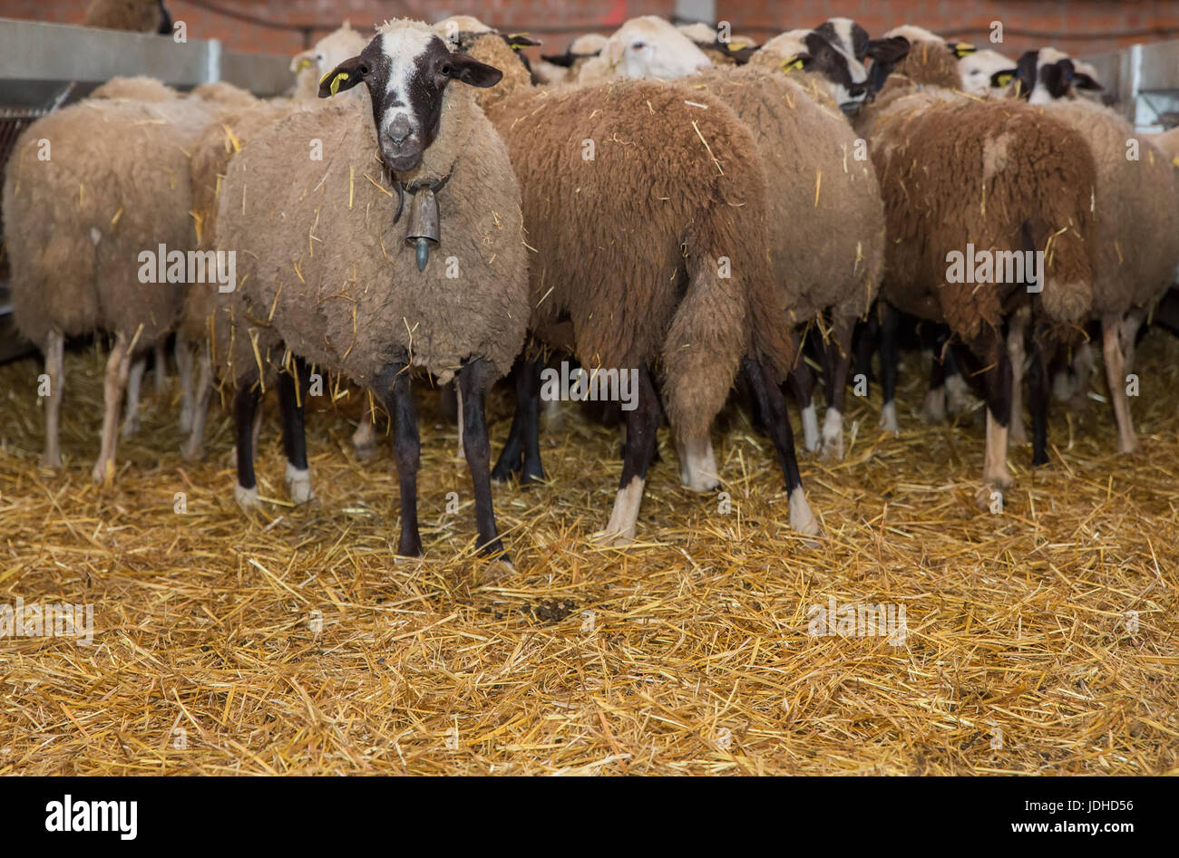 Brave sheep hi-res stock photography and images - Alamy