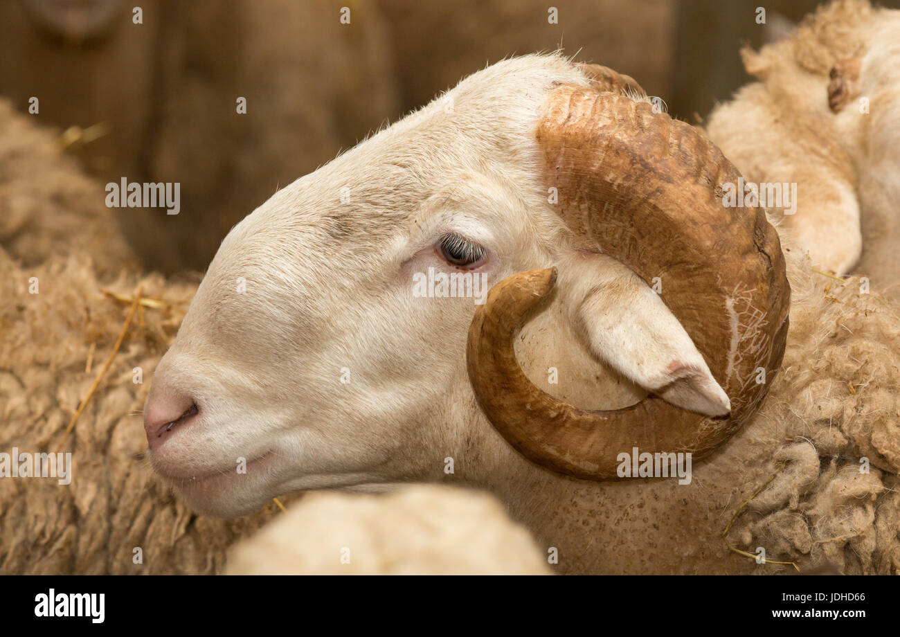 side view of ram head, closeup composition Stock Photo - Alamy