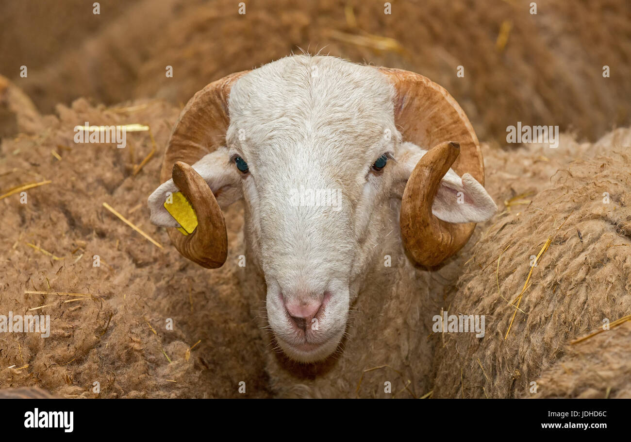 Front view of ram head, closeup composition Stock Photo - Alamy