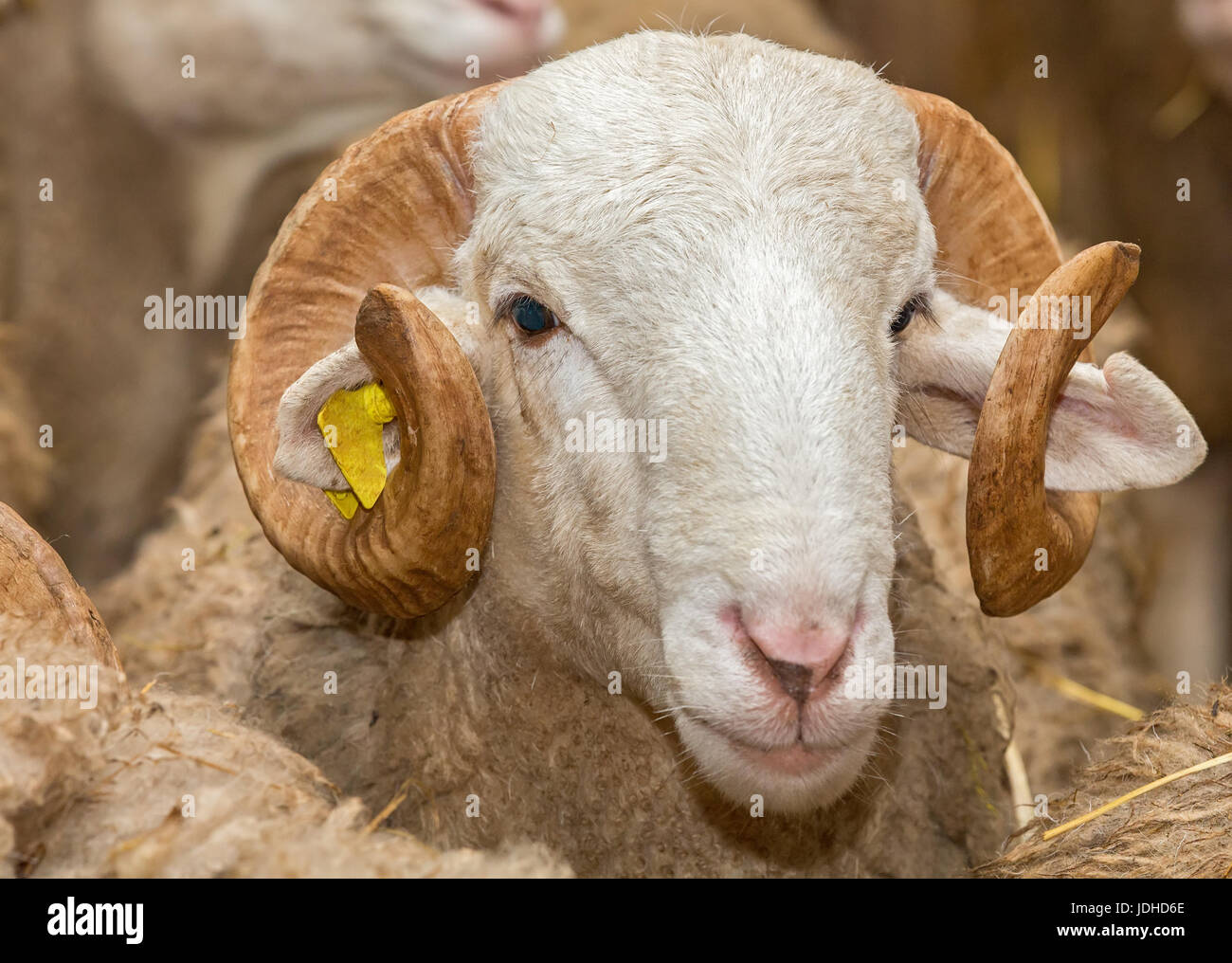 Front view of ram head, closeup composition Stock Photo - Alamy