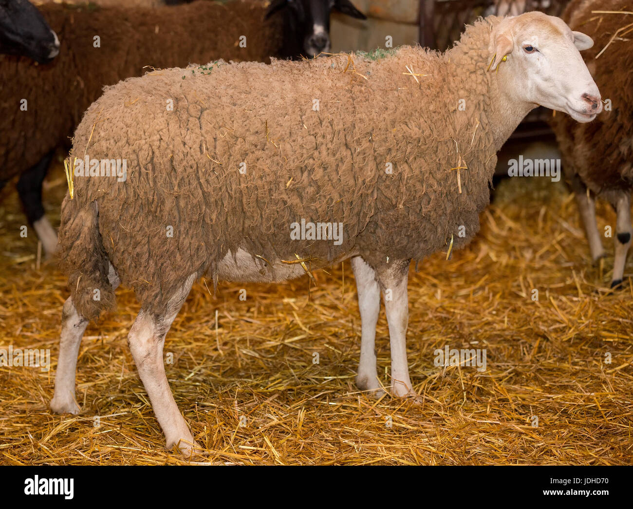 Side view of sheep inside livestock building Stock Photo - Alamy