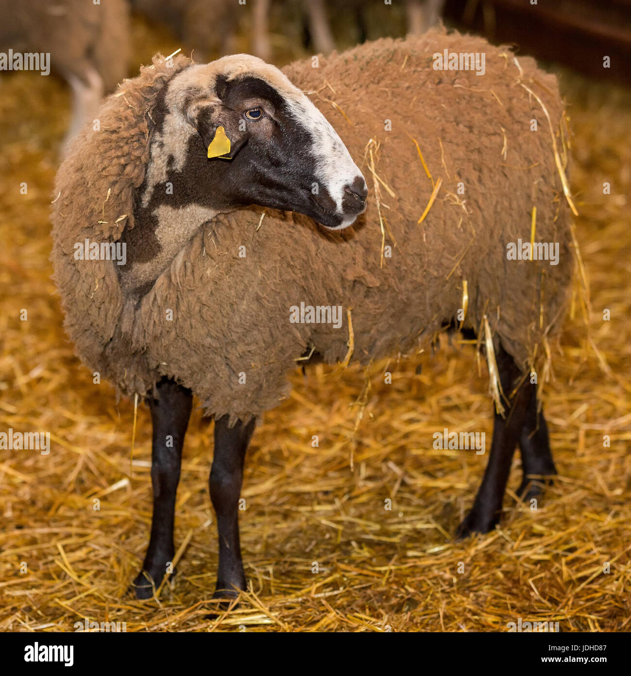 Side view of black sheep inside livestock building Stock Photo - Alamy