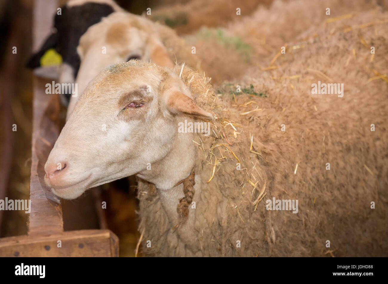 Side view of blind sheep without eye Stock Photo - Alamy