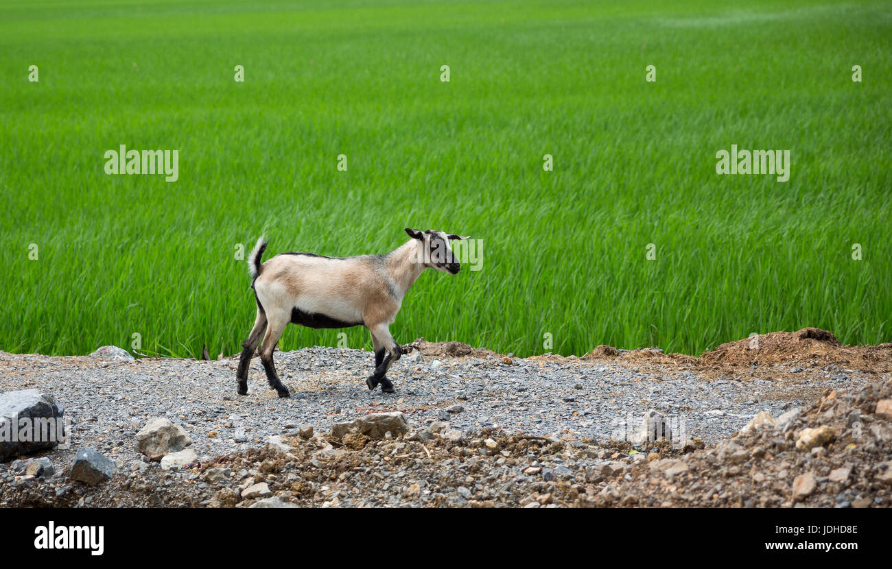 Closeup of Rice plantations and goat in Vietnam Stock Photo - Alamy