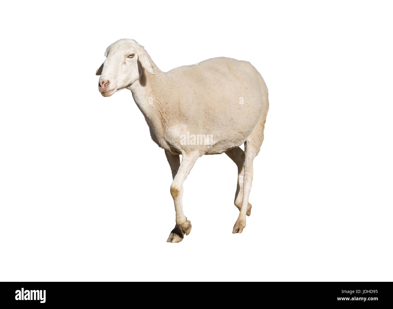 front view of sheep running isolated on white Stock Photo - Alamy