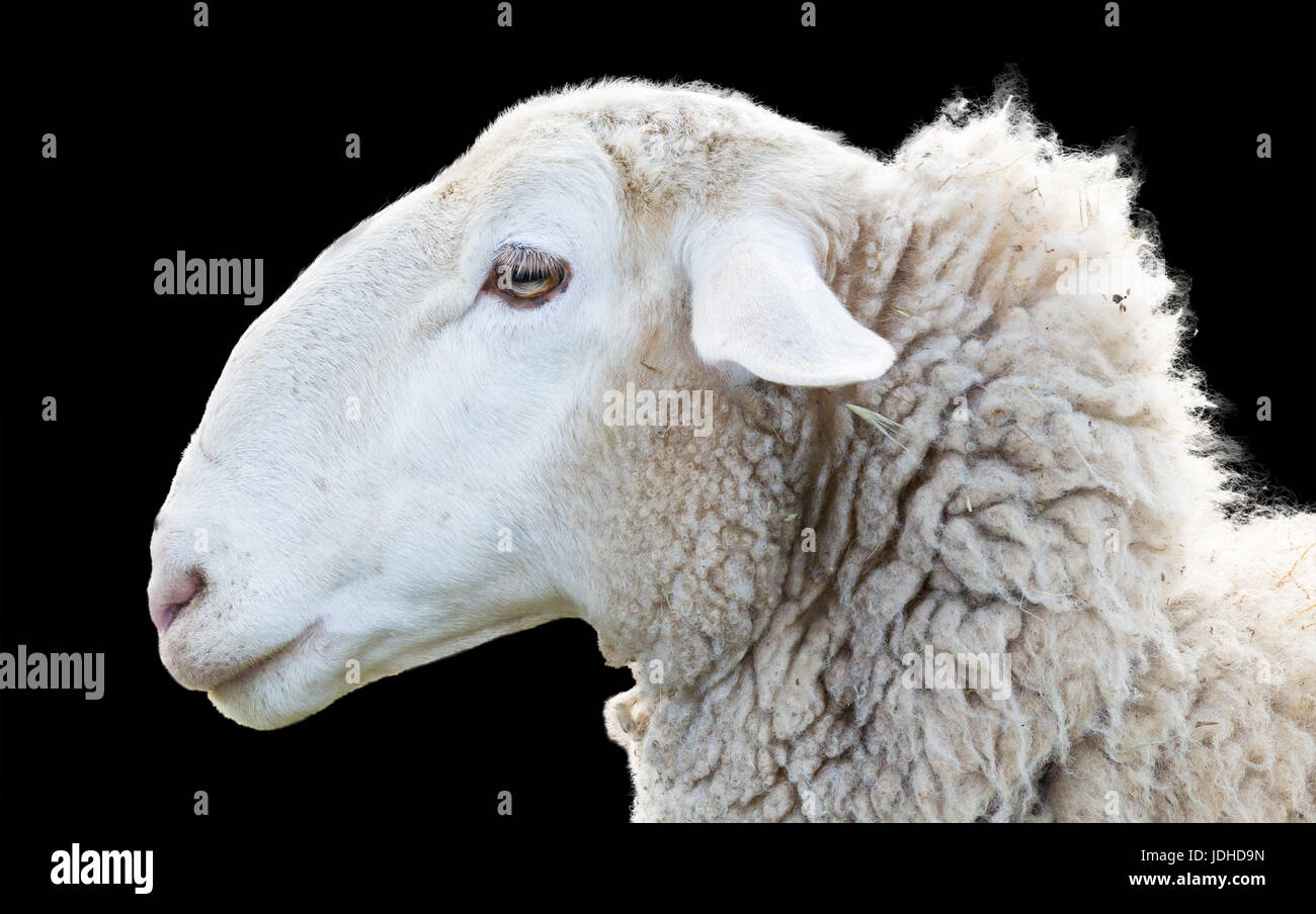 side view of sheep head on black Stock Photo - Alamy