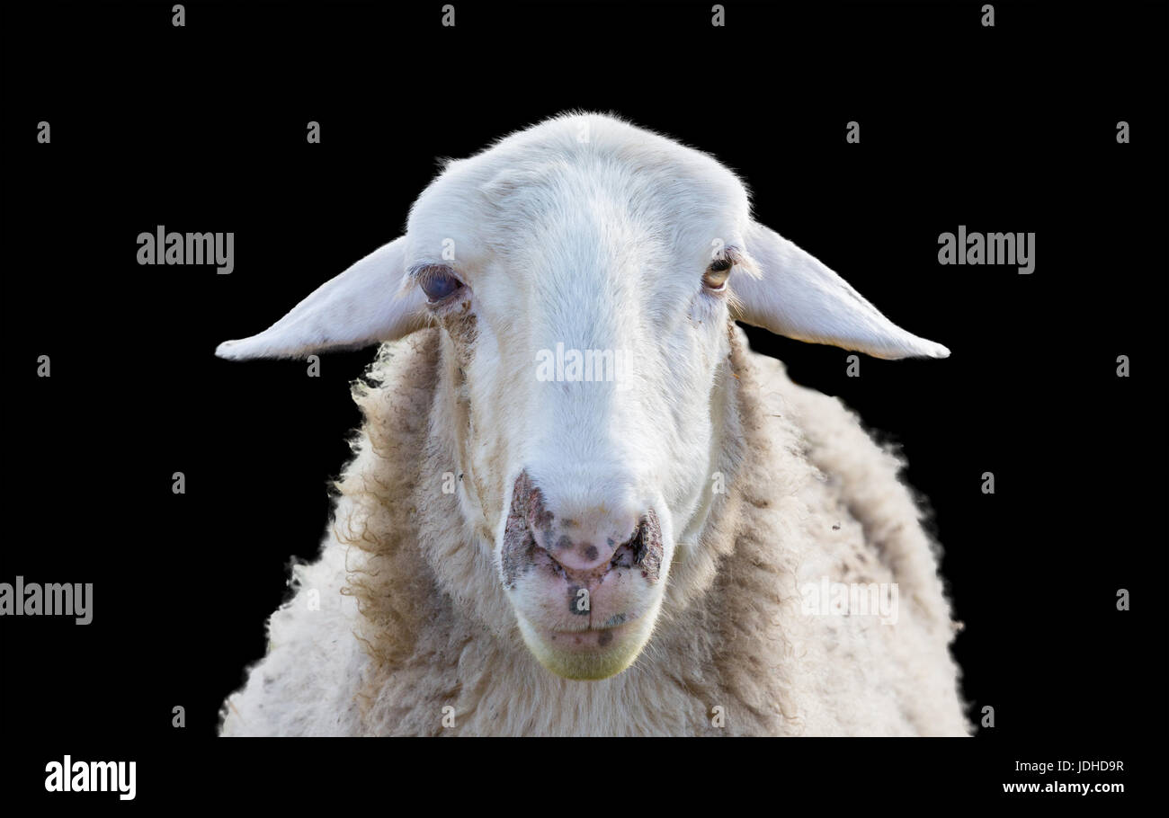 Sheep front view hi-res stock photography and images - Alamy