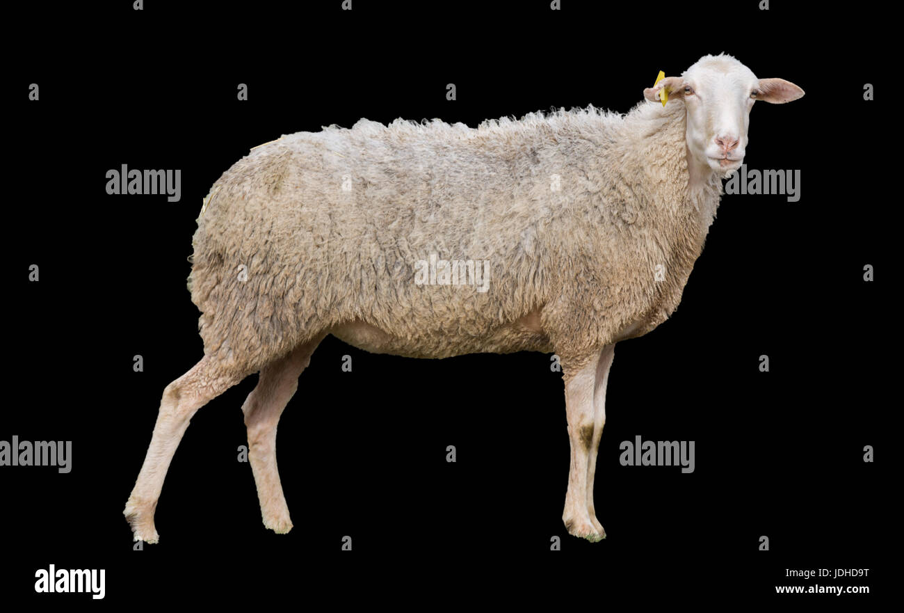 side view of sheep in the ground looking at camera isolated on black ...