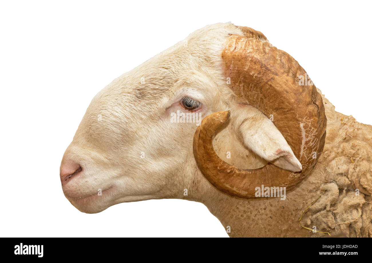 Ram head hi-res stock photography and images - Alamy