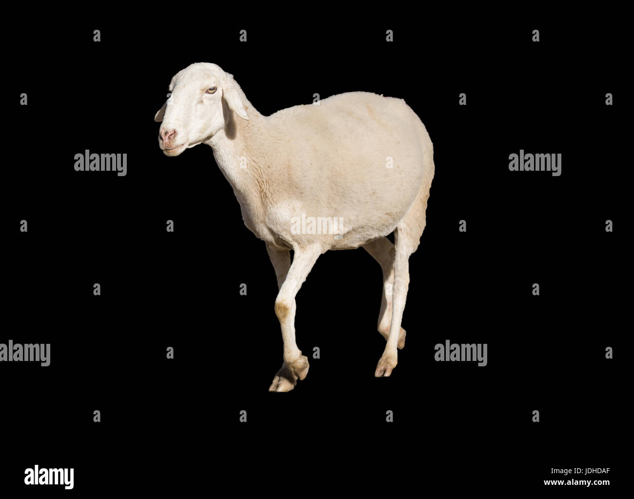 front view of sheep running isolated on black Stock Photo - Alamy