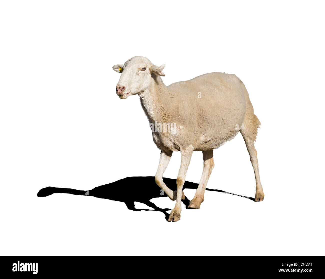 Side view of running sheep with shadow isolated on white Stock Photo ...