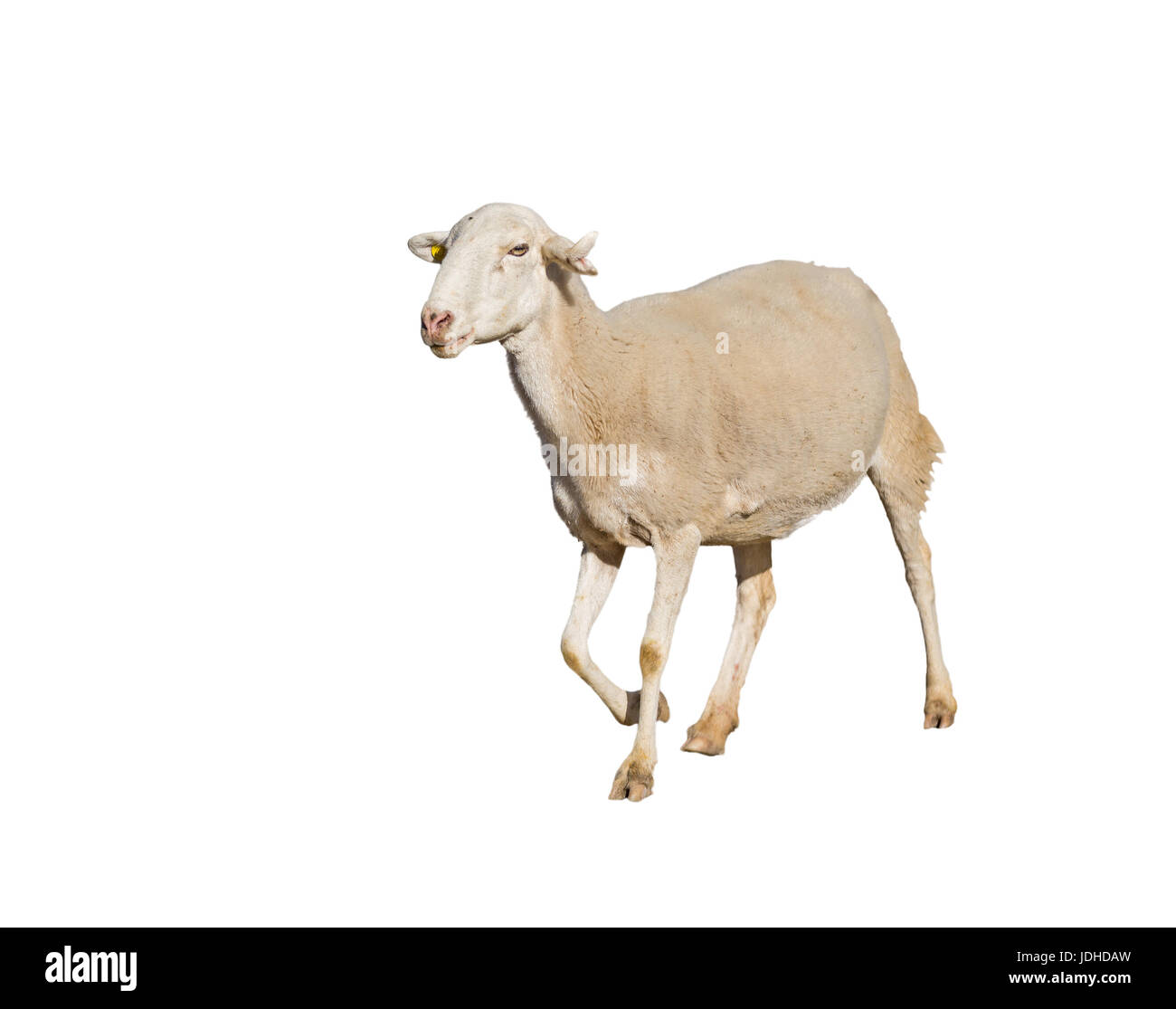 Side view of running sheep with shadow isolated on white Stock Photo ...