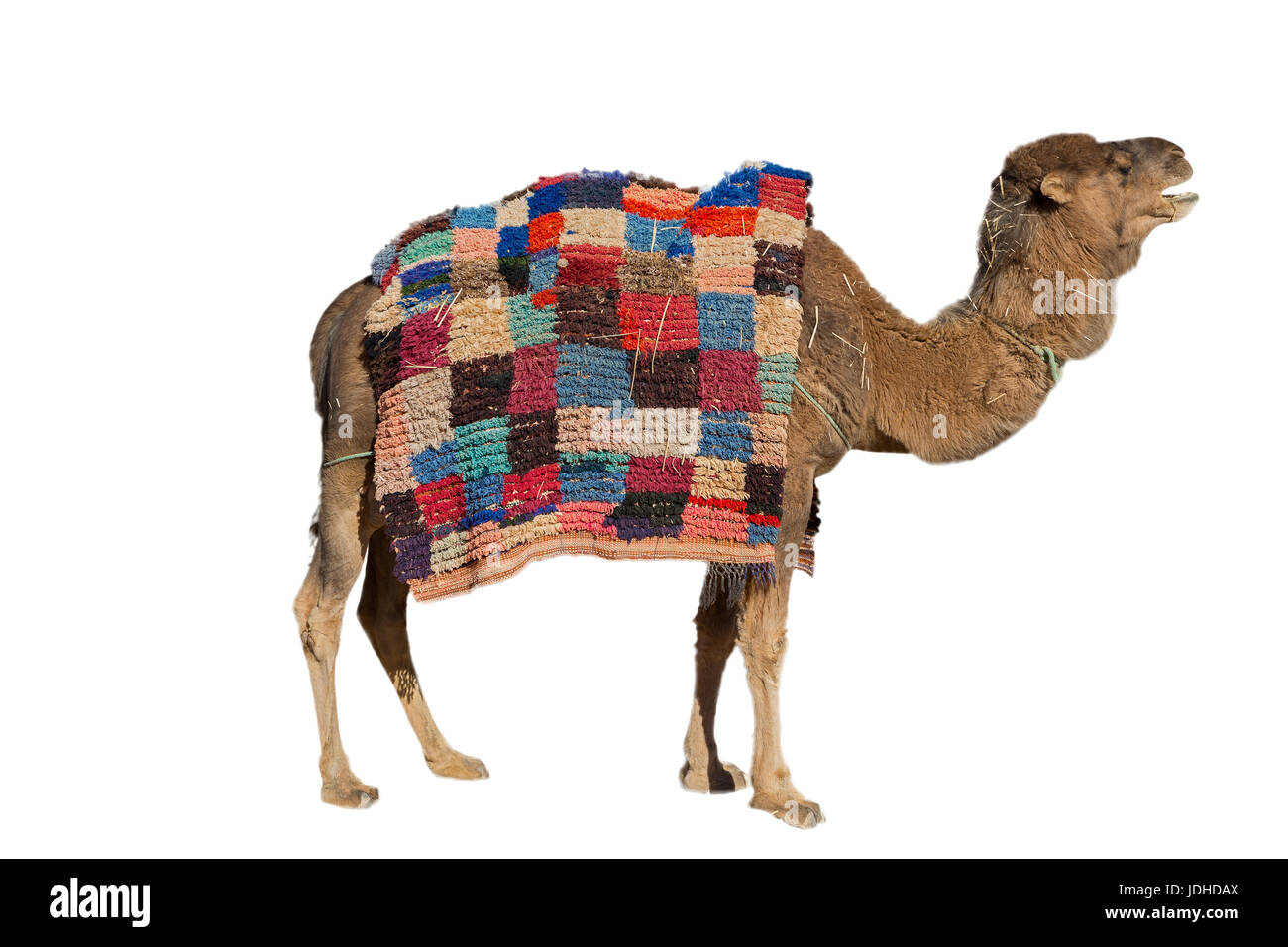 The lonely domestic camel with colorful clotes on white background ...