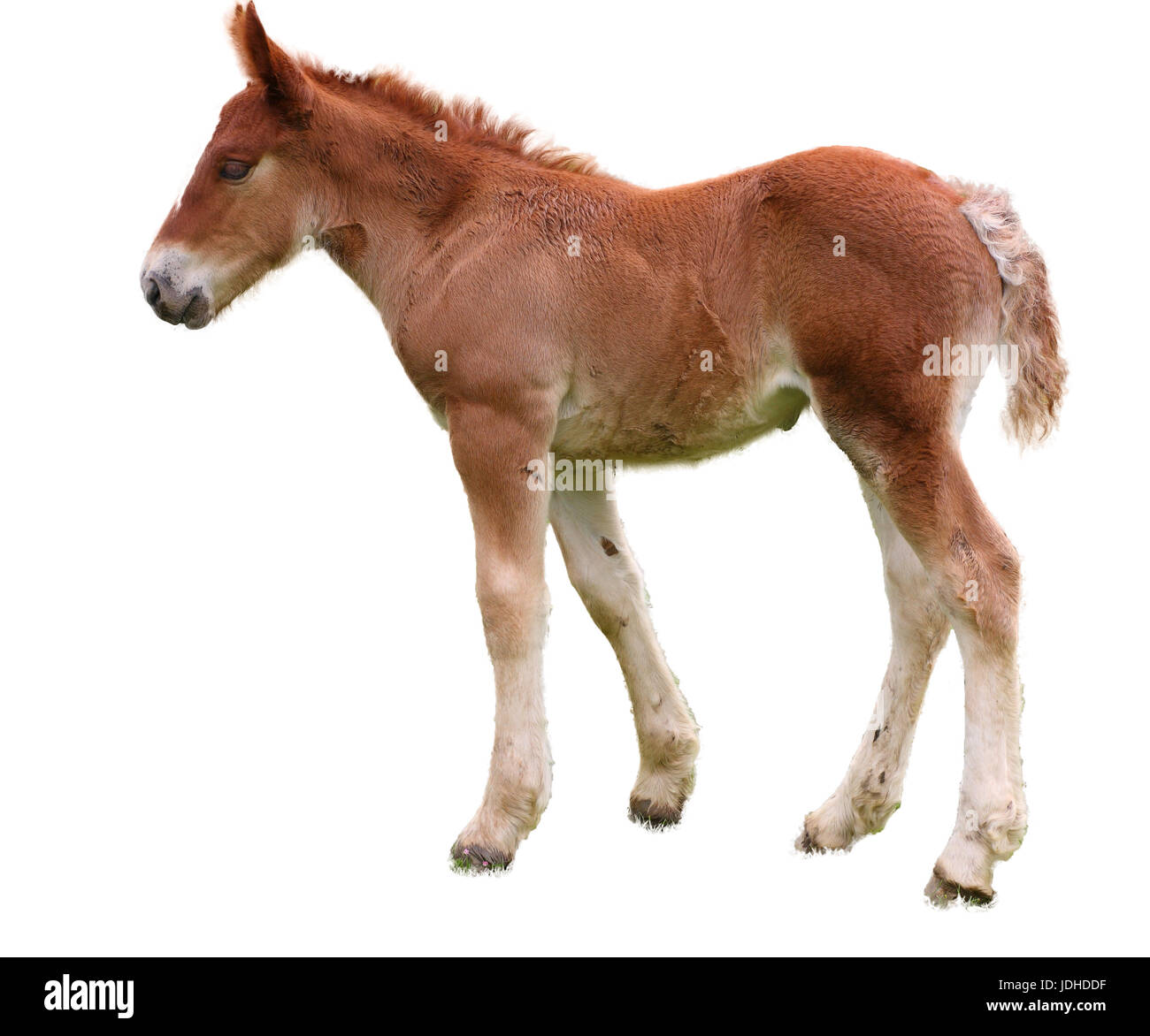 colt in the ground, isolated on white background Stock Photo - Alamy