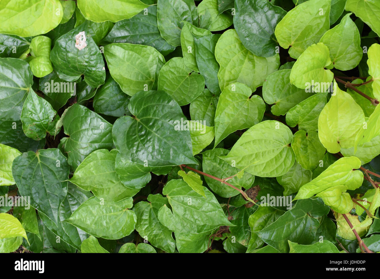 Dark leaves texture hi-res stock photography and images - Alamy