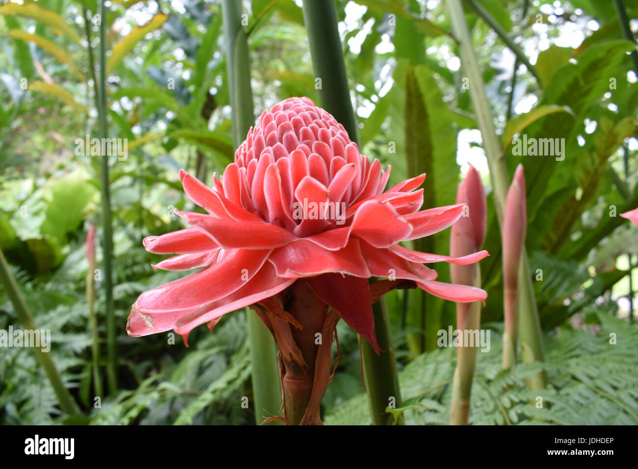Red exotic flower closeup on a green natural background Stock Photo - Alamy