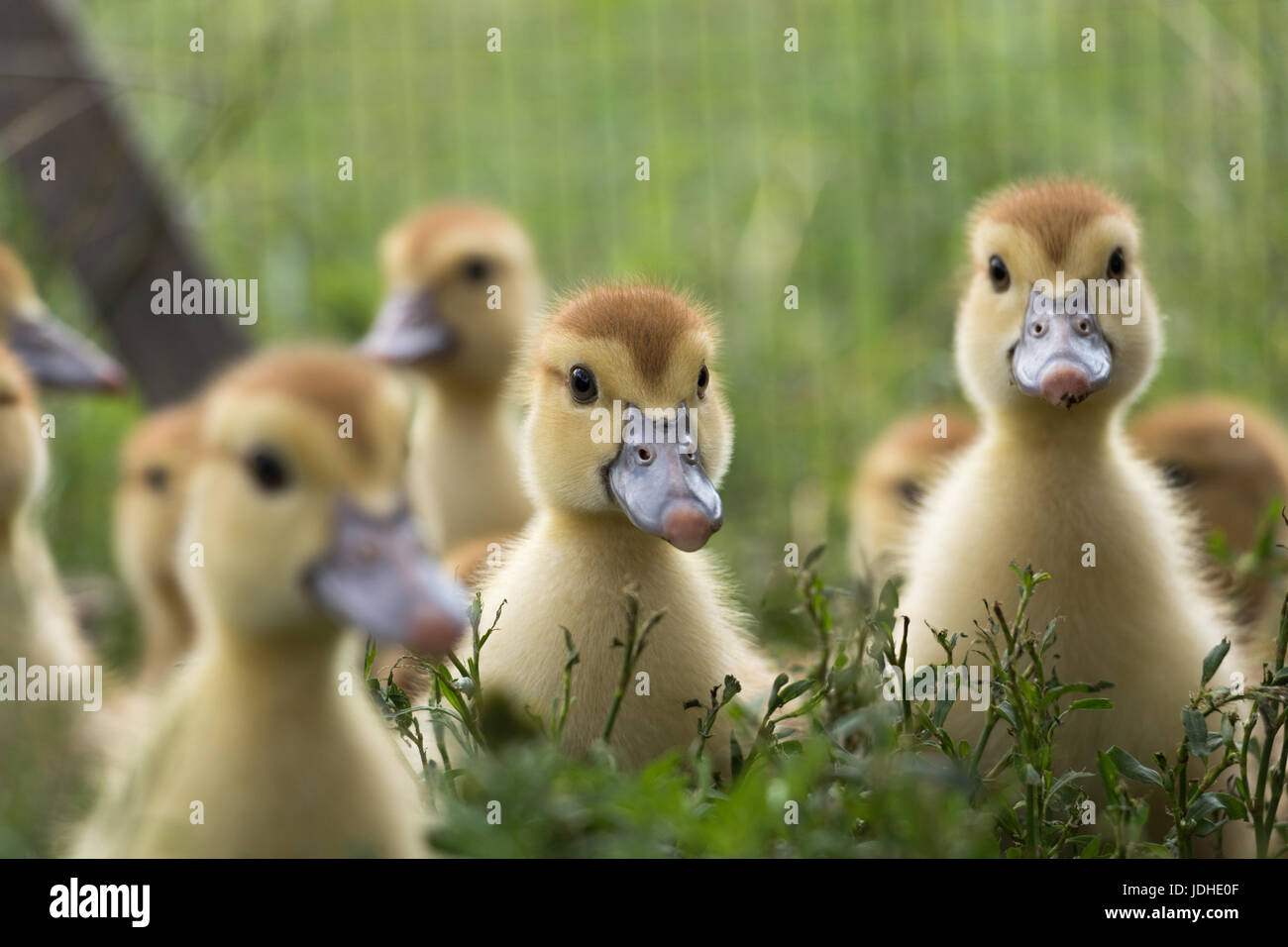 Beautiful little ducklings in the green grass Stock Photo - Alamy