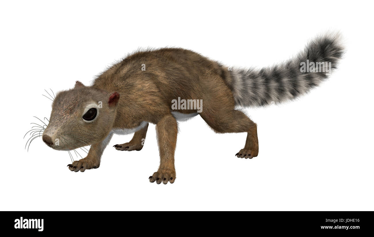 3D rendering of a Gambian sun squirrel isolated on white background ...