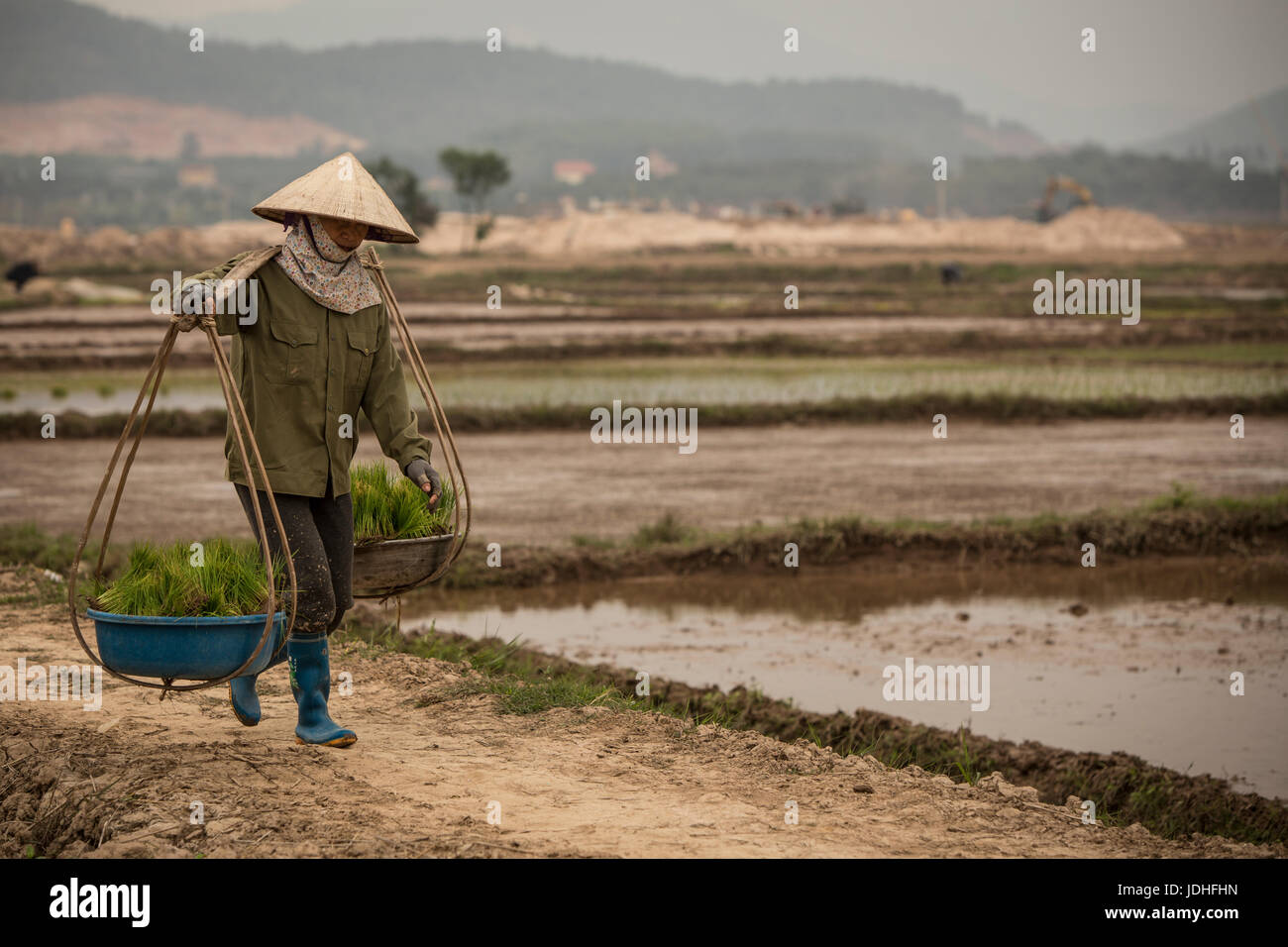 Woman Carrying Grain used to make Rice Stock Photo - Alamy