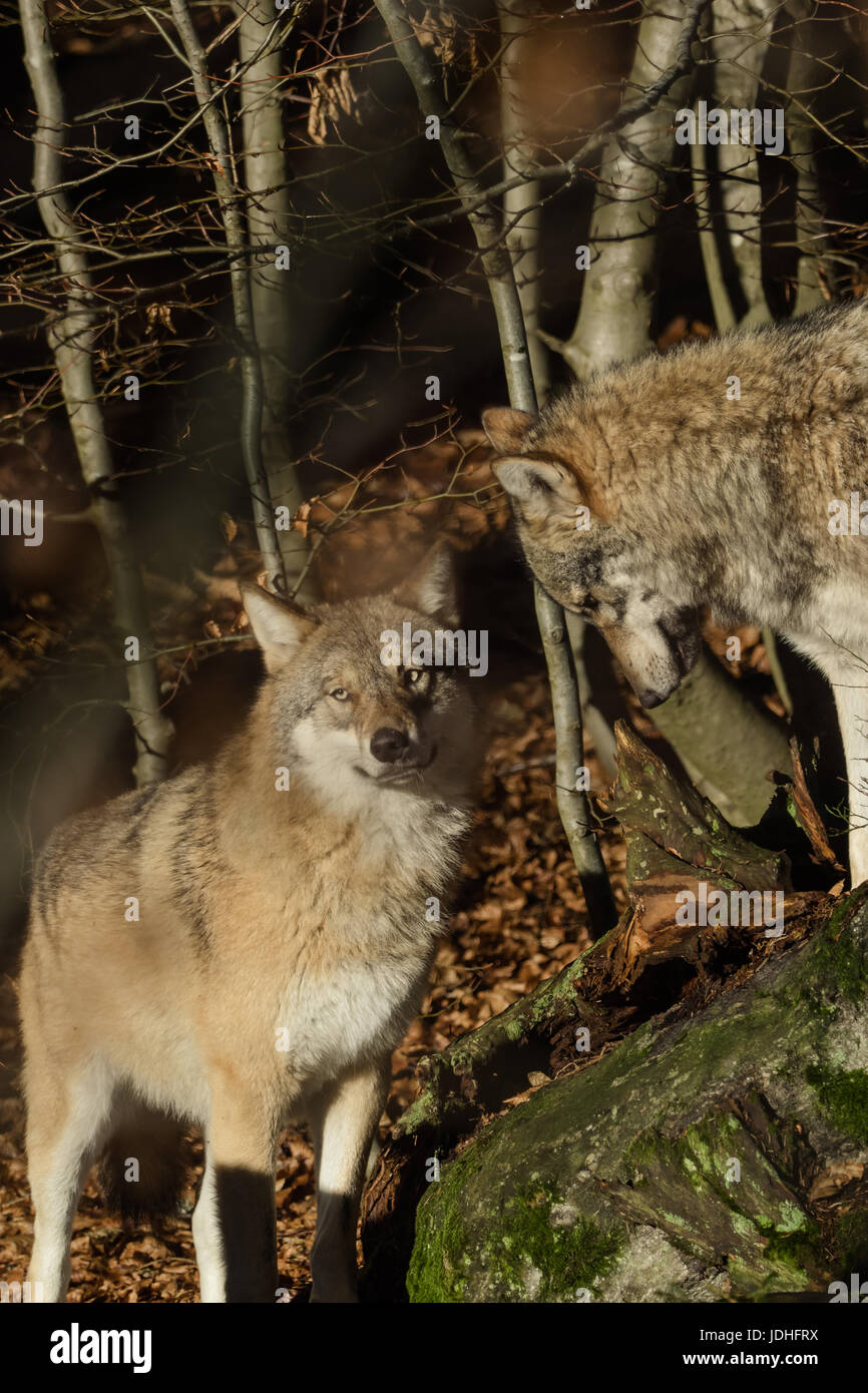 Wolves in the forest Stock Photo - Alamy