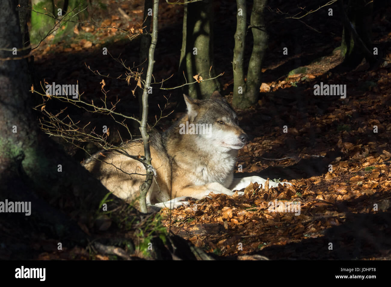 Wolves in the forest Stock Photo - Alamy