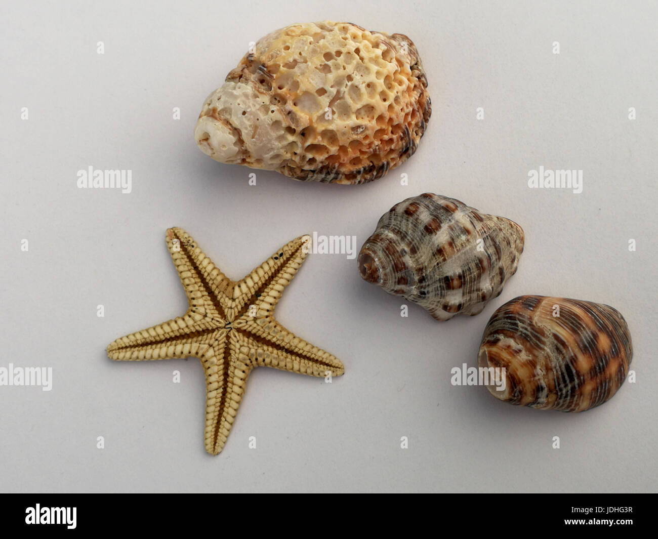 Yellow Swing Fish High Resolution Stock Photography and Images - Alamy