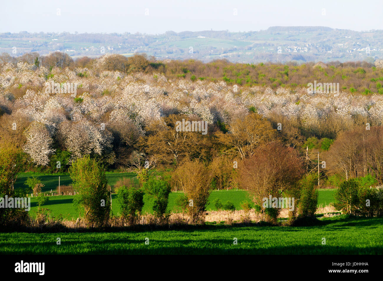 Grove cherry blossom trees hi-res stock photography and images - Alamy