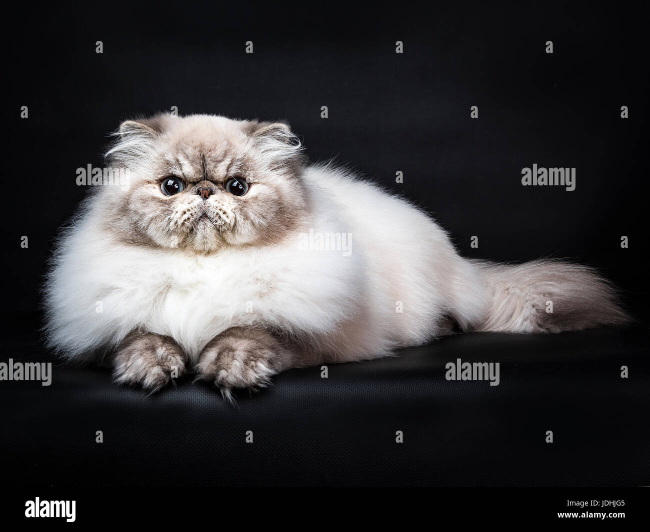 Tabby point Persian cat laying isolated on black background Stock Photo ...