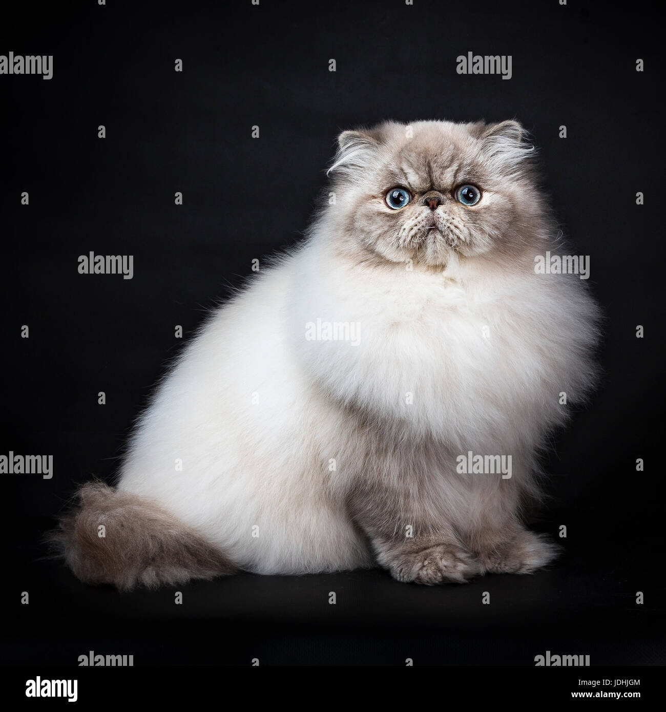 Tabby point Persian cat sitting side ways isolated on black background ...