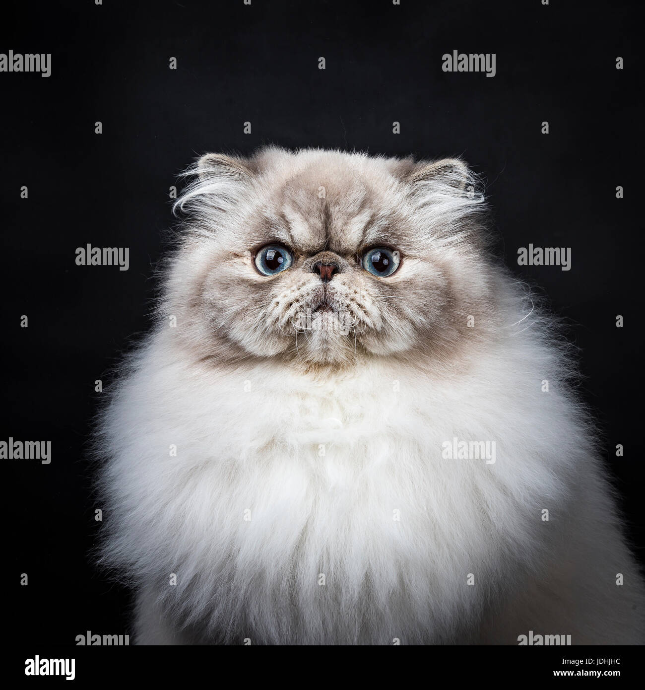 Head shot of tabby point Persian cat sitting isolated on black ...