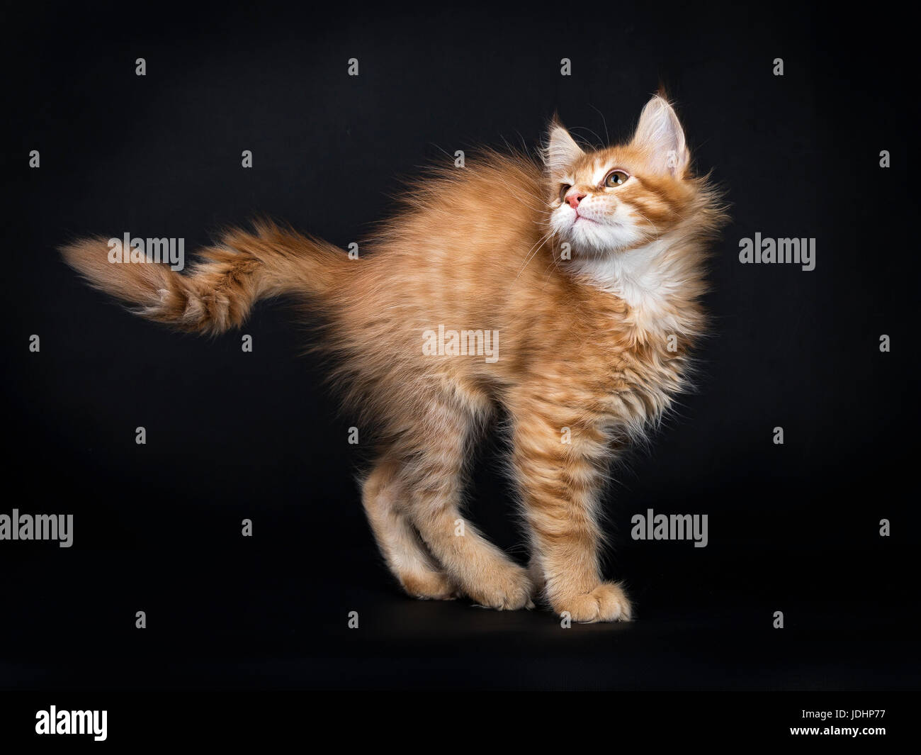 Red tabby Maine Coon kitten (Orchidvalley) walking / dancing isolated ...