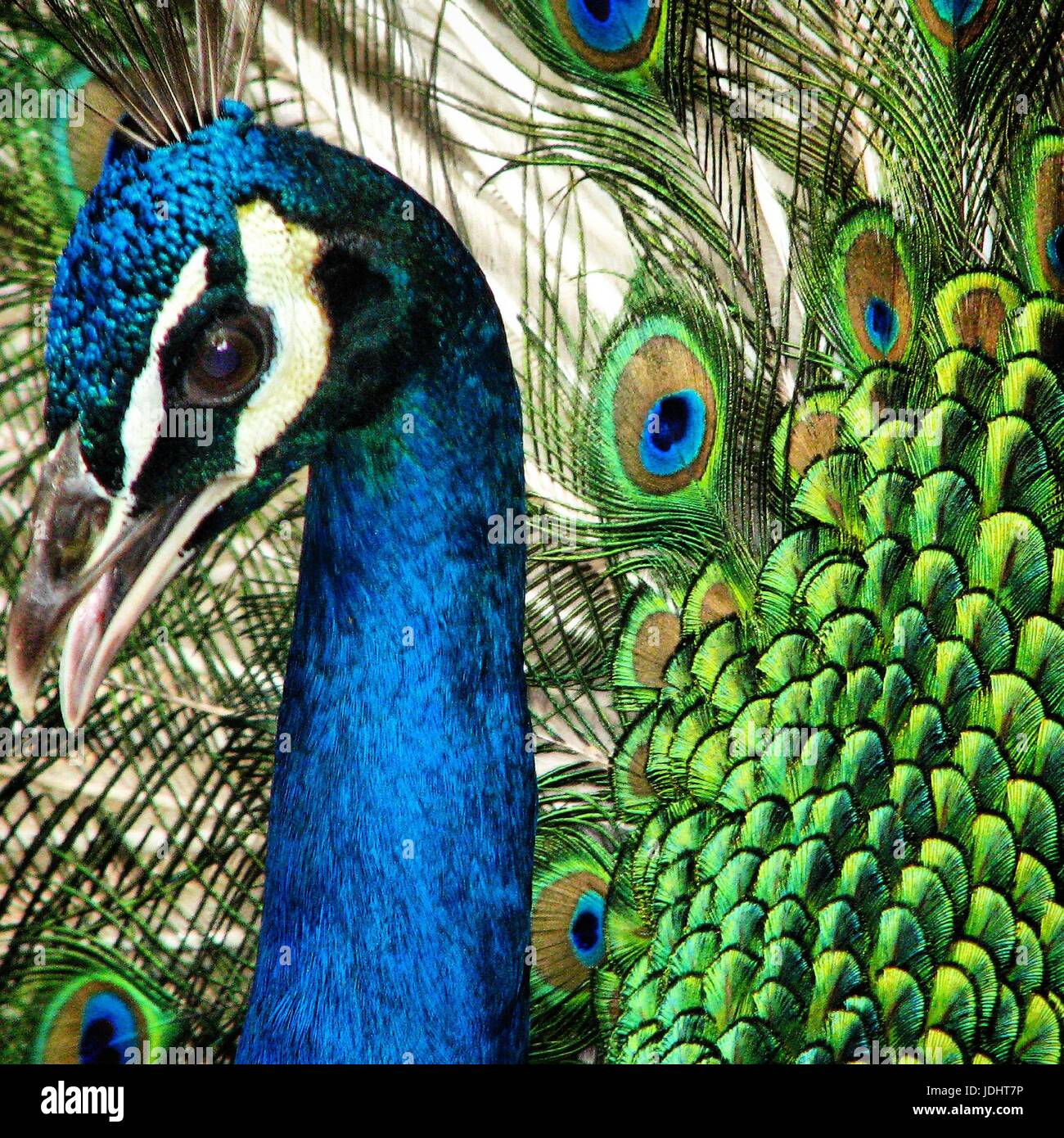 Peacock Neck High Resolution Stock Photography and Images - Alamy