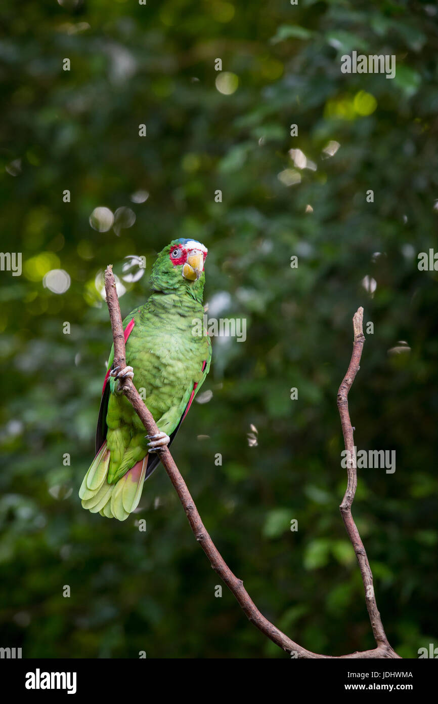 White-fronted Amazon Parrot Sitting in Branch, Mexico Stock Photo - Alamy