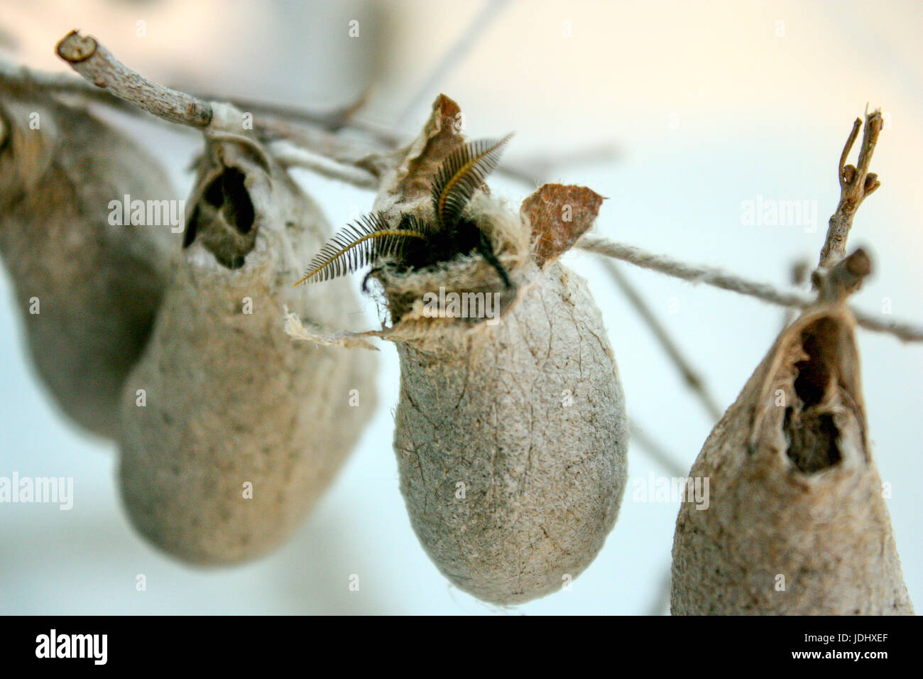 Cocoons Stock Photos & Cocoons Stock Images - Alamy